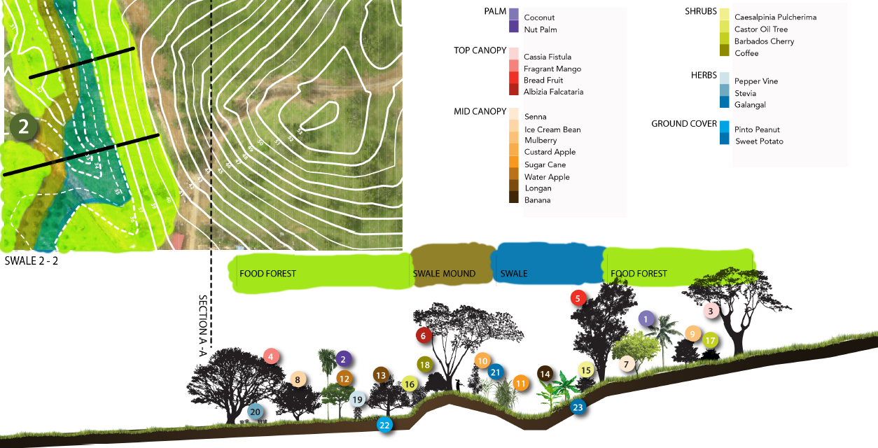 Tropical Food Forests on Swales – Yalla Permaculture