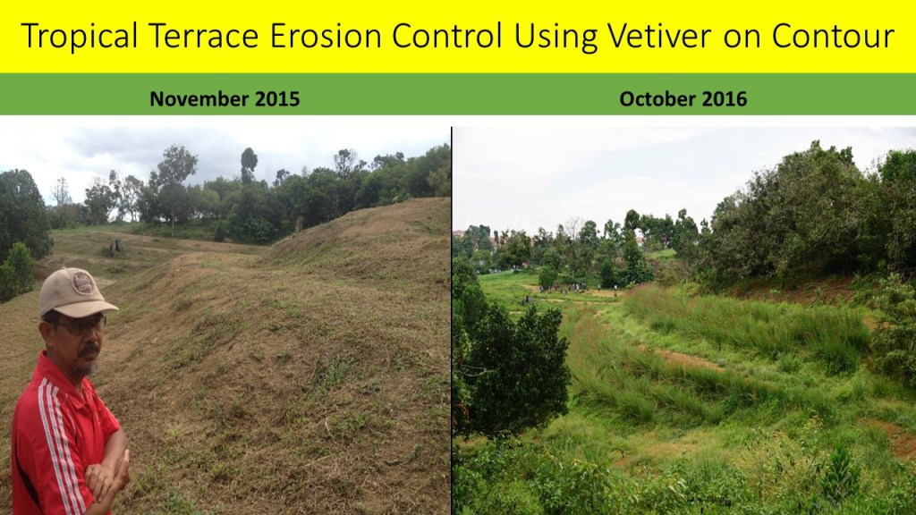 Erosion Control Using Vetiver Grass – Yalla Permaculture