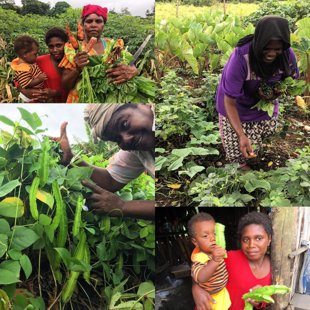 Vanuatu project update, the community harvesting the goodies from our ...